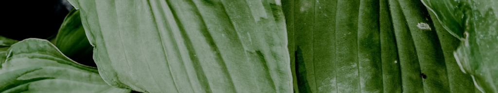 Prada says yes to forests